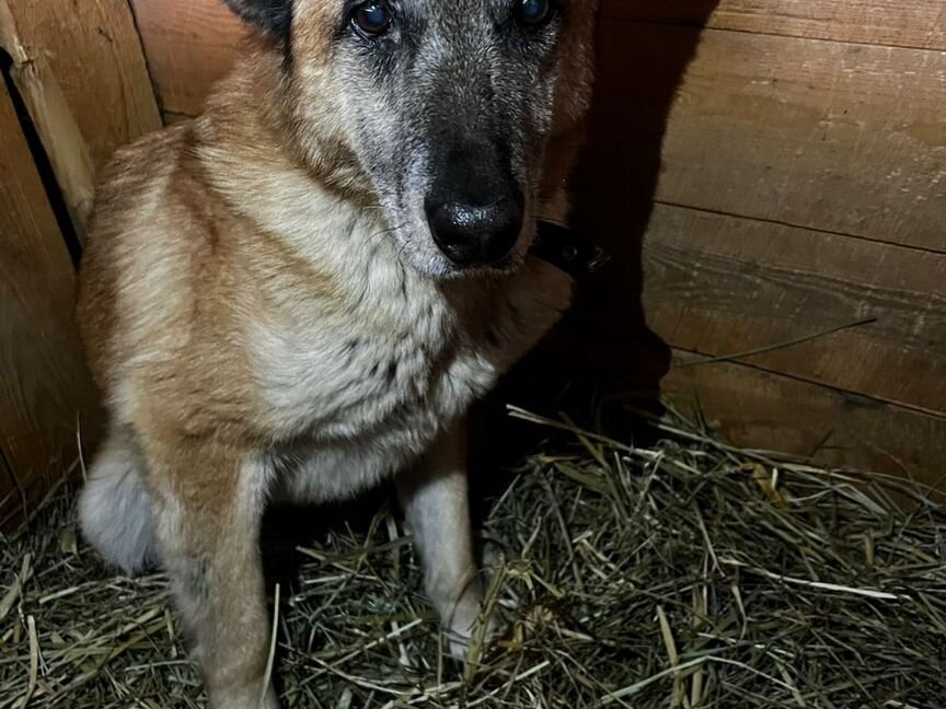 Собаке дать шанс