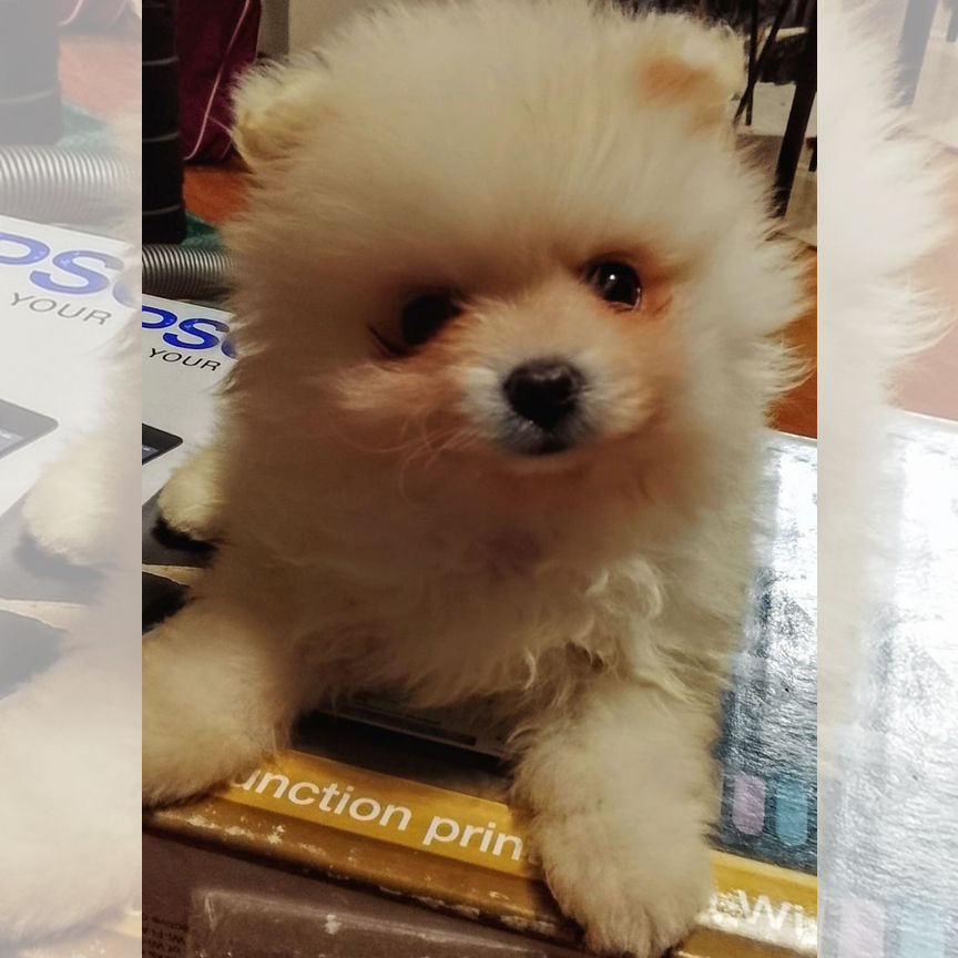 Померанский шпиц, щенок