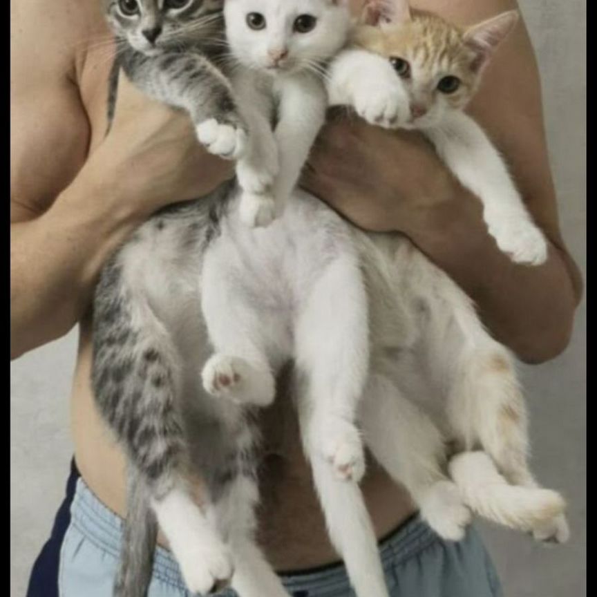 Котиков в добрые руки