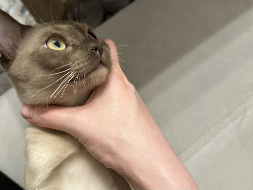 Бурманский кот