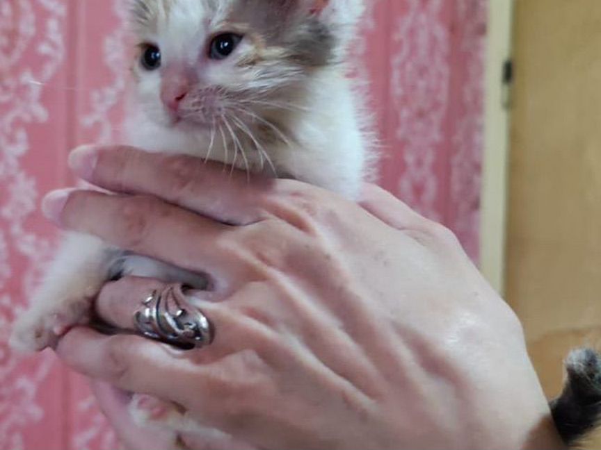 Кошка