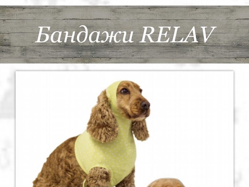 Попон для животных