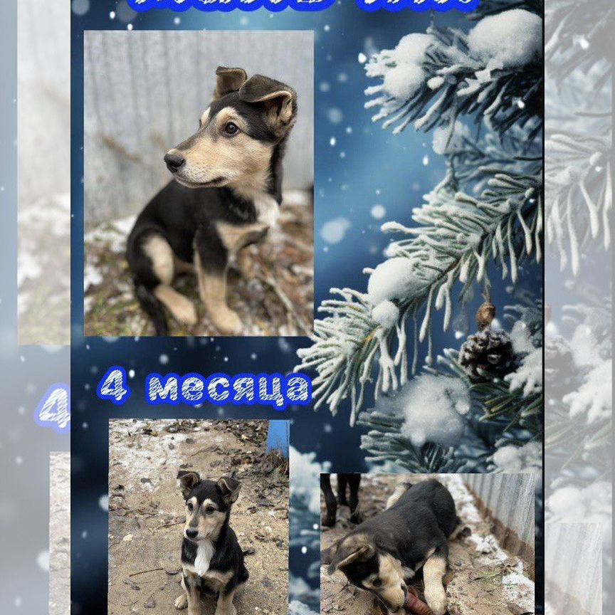 Щенки добрым людям