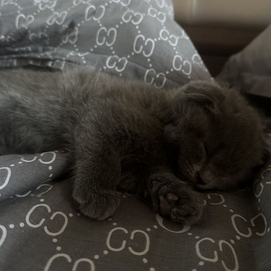 Шотландский вислоухий короткошёрстный котёнок