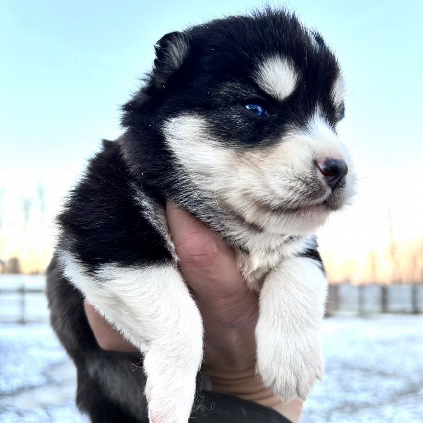 Щенки Помски F4