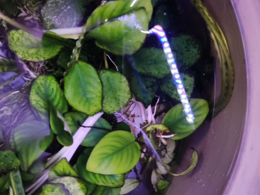 Растения- водоросли для аквариума