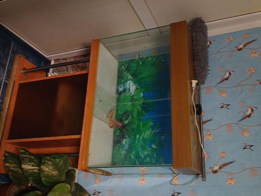 Аквариумные рыбки