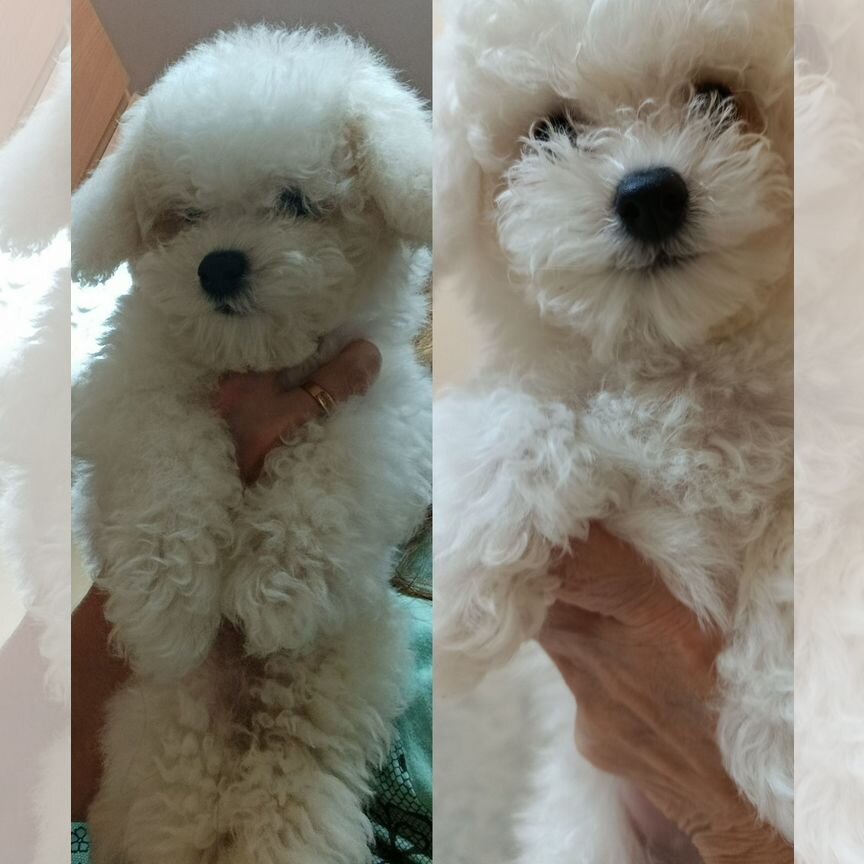 Бишон фризе, щенок