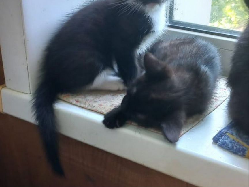 Котята Чижка и Пышка в добрые руки