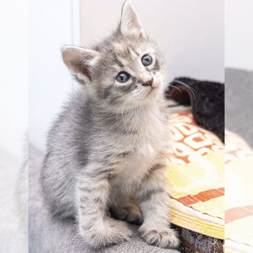 Кошка