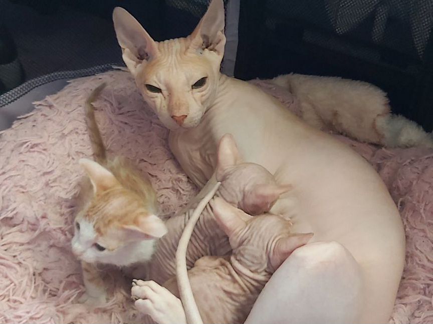 Донской сфинкс котята