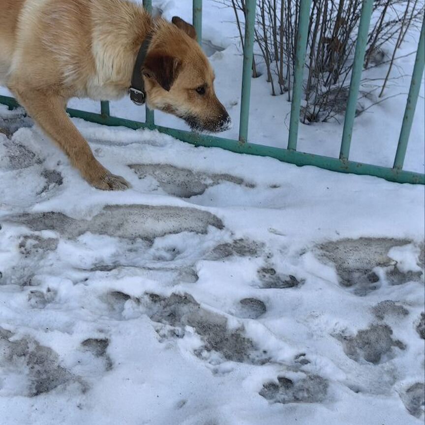 Собака ищет хозяина