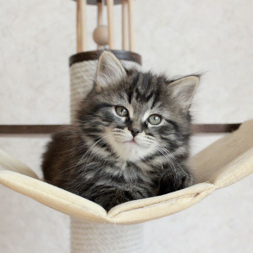 Сибирский котенок из питомника