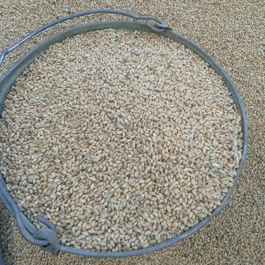 Зерно пшеница