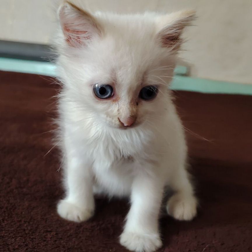 Кошка ищет дом