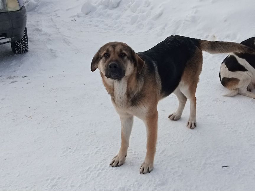 Гончая ищет дом