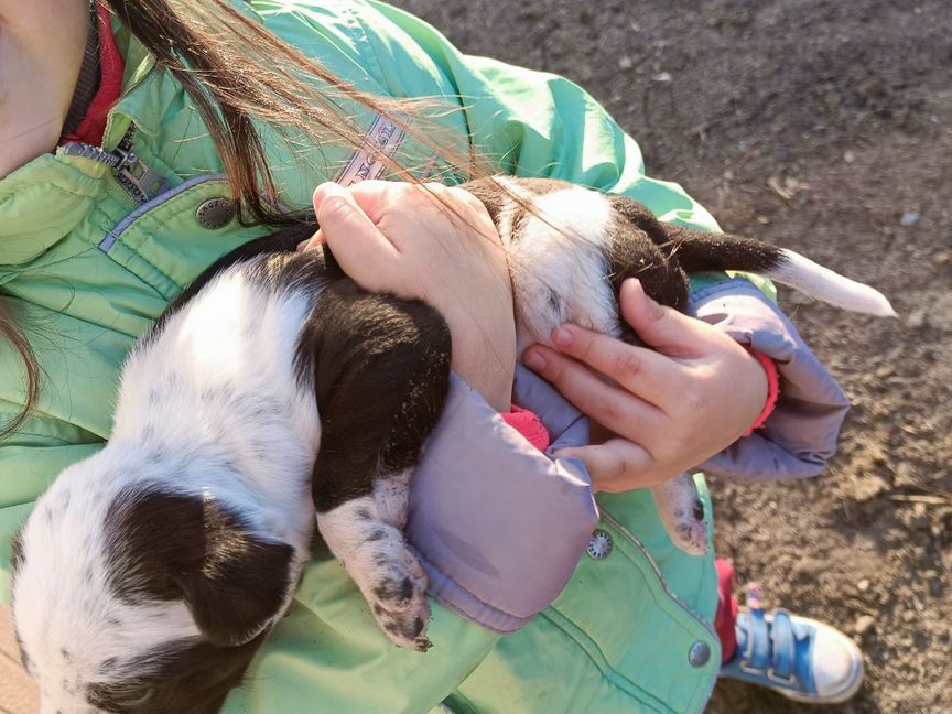 Долматинка