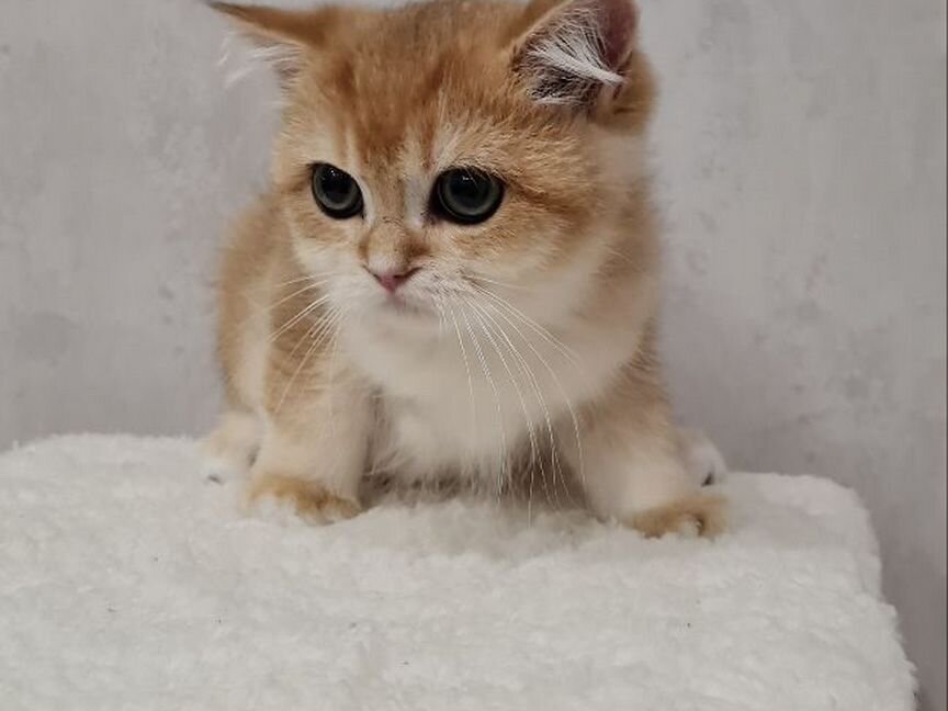 Британская шиншилла кот