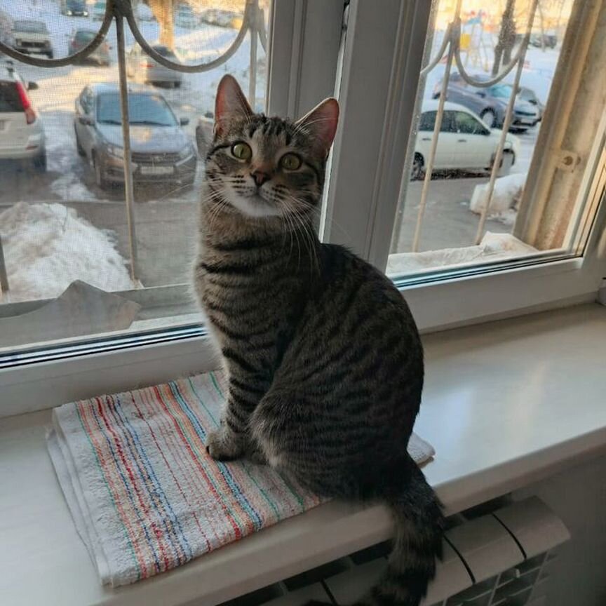 Кот в добрые руки
