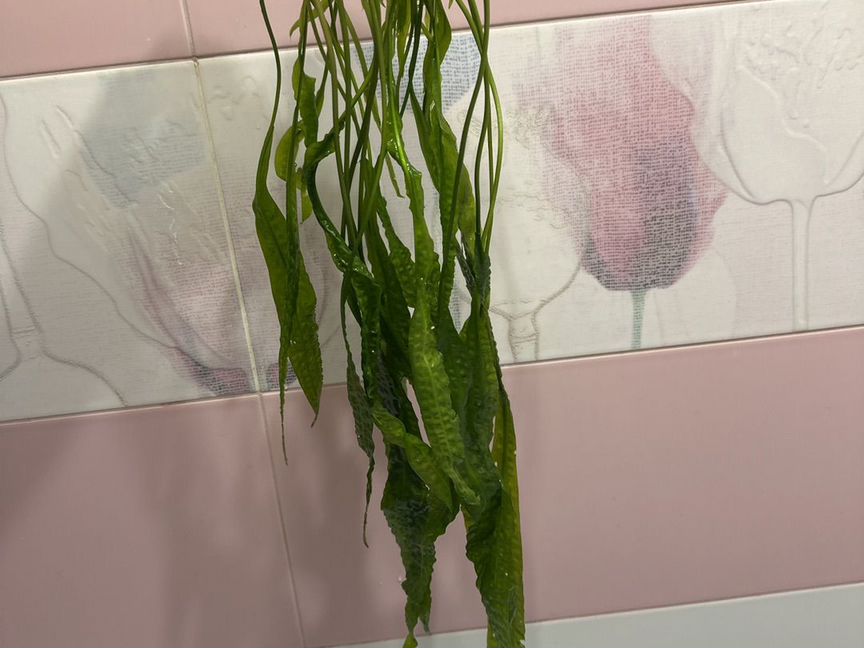 Водоросли для аквариума