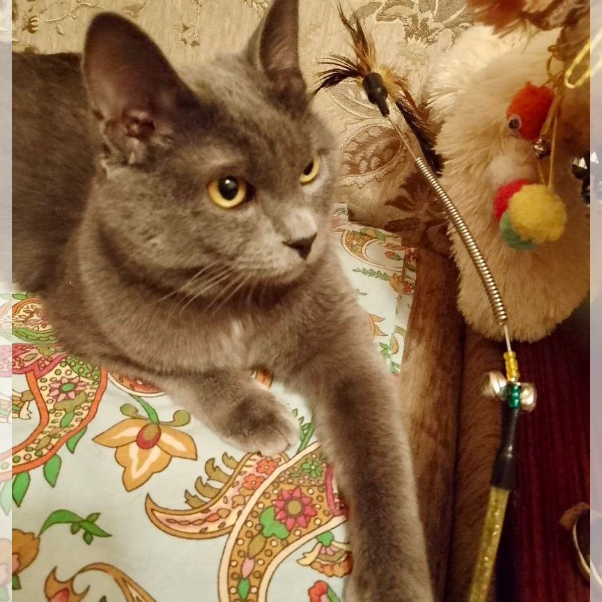 Британская короткошёрстная, взрослая кошка