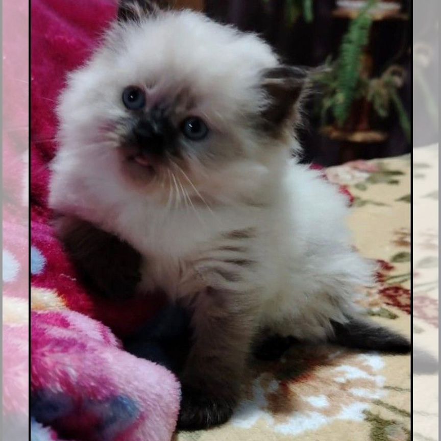 Котята невская маскарадная