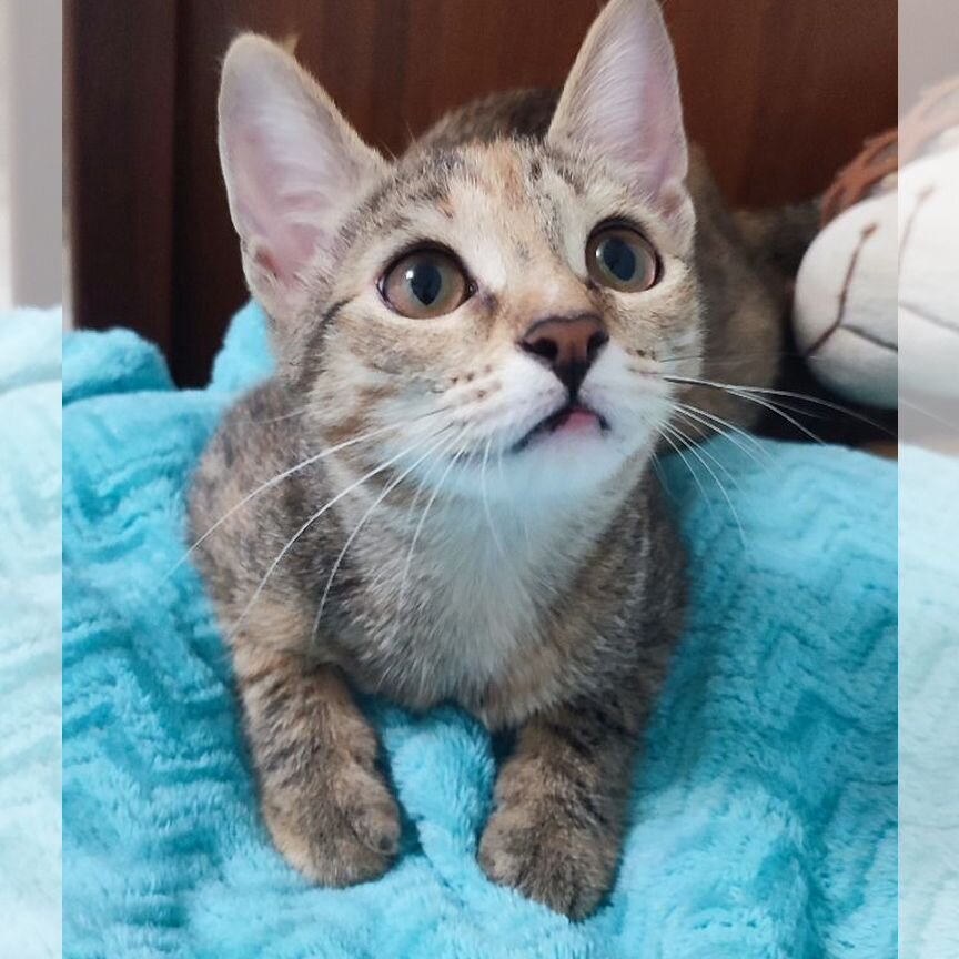 Кошечка Буся
