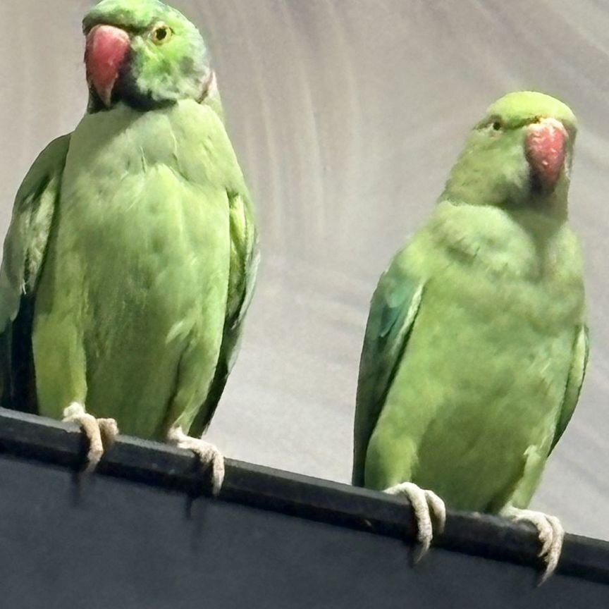 Ожереловые попугаи пара