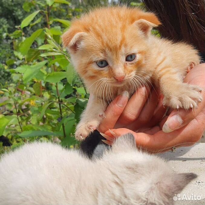 Рыжий шотландец