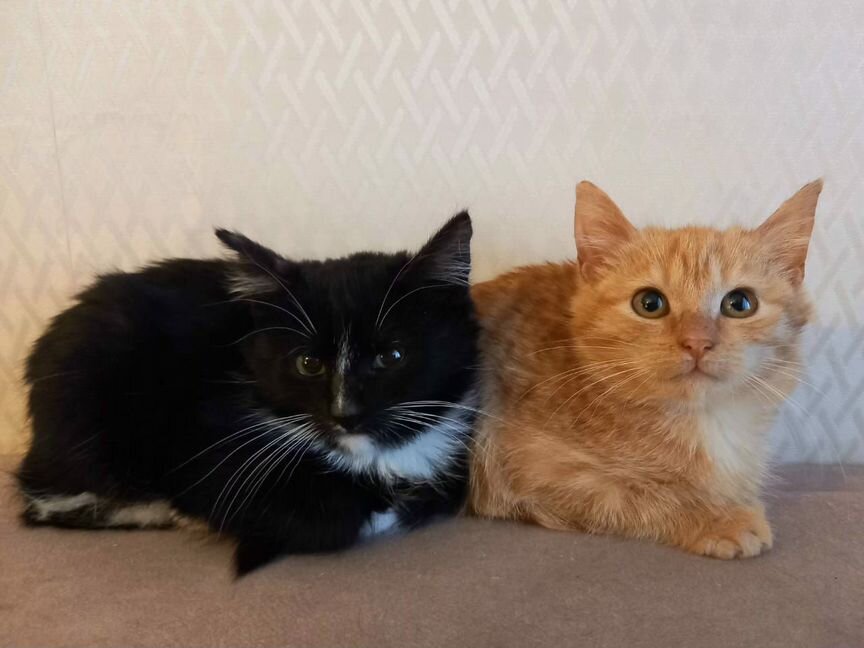 Котята, рыжий и черно-белый, бесплатно
