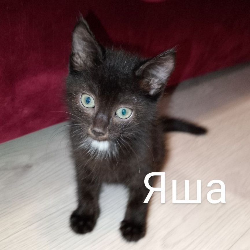 Котята в добрые руки