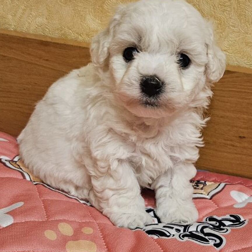 Бишон фризе, щенок