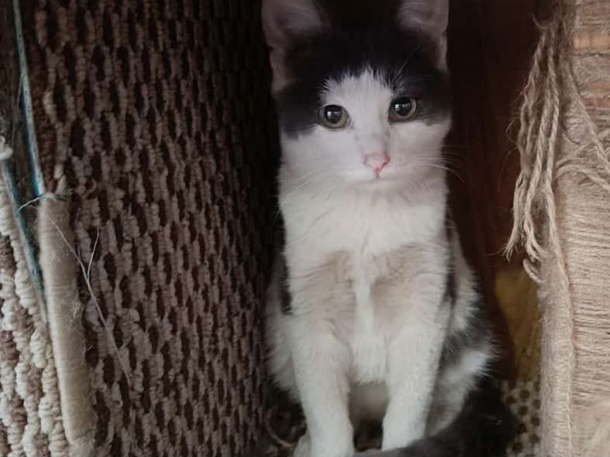 Котята, котики, 4 мес. В добрые ручки