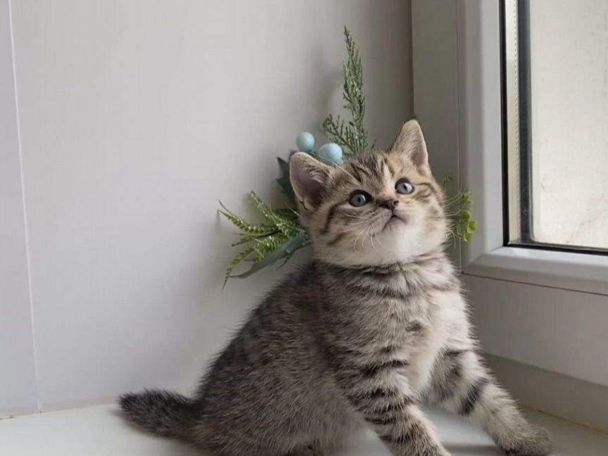 Мальчик Британский