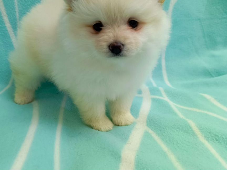 Померанский шпиц