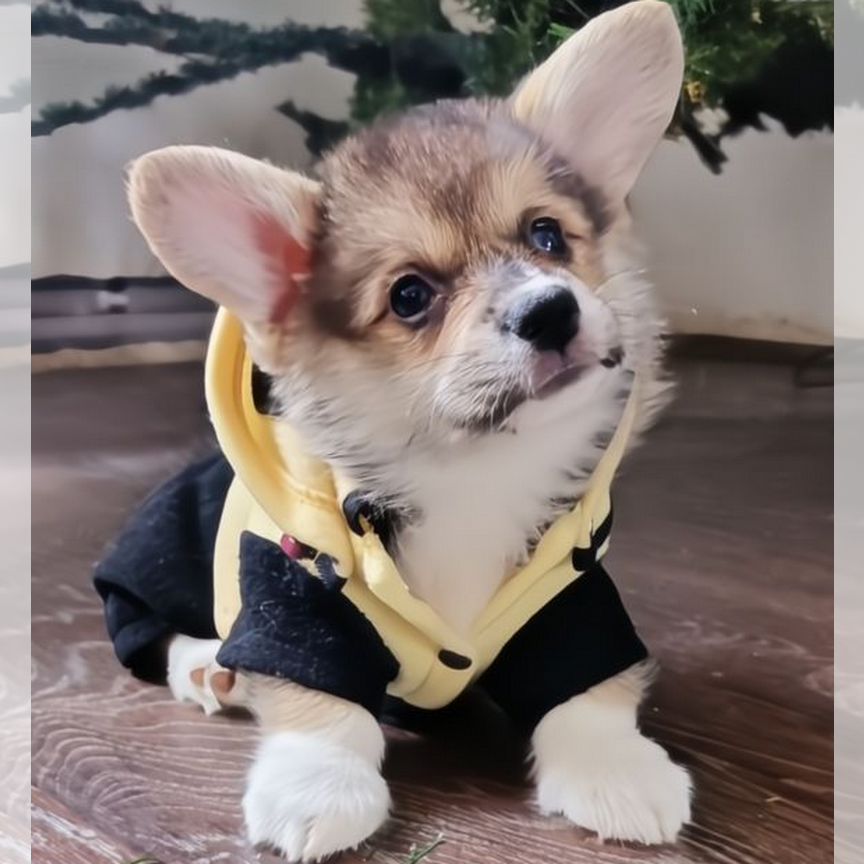 Вельш Корги Пемброк, щенок