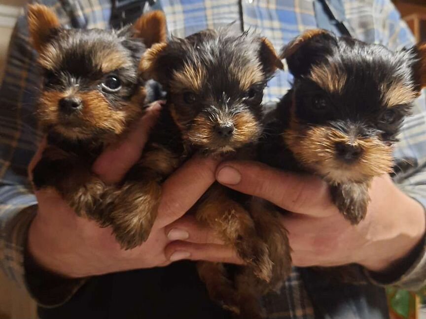Йорк. Щенки