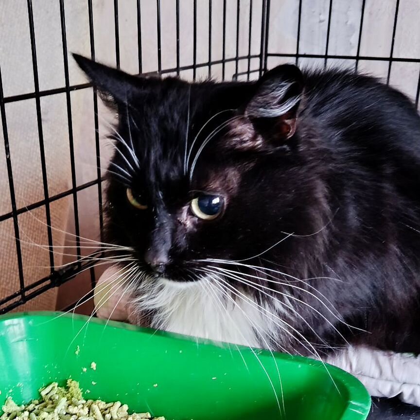 Европейский короткошёрстный, взрослый кот