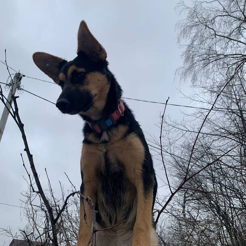 Собака в добрые руки