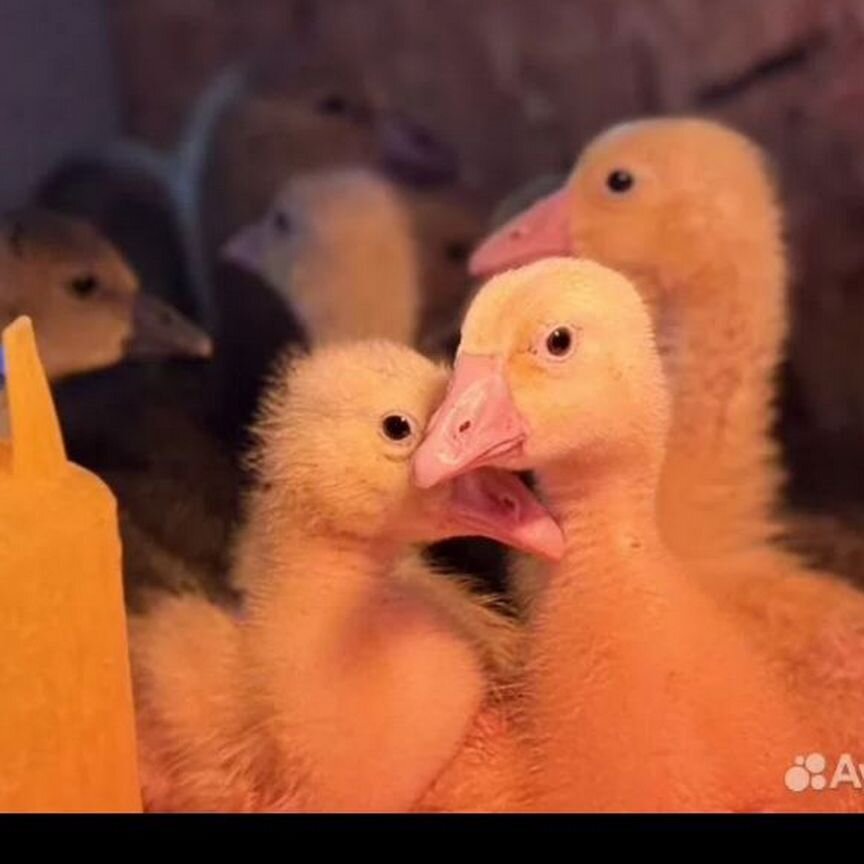 Гусята суточные линда