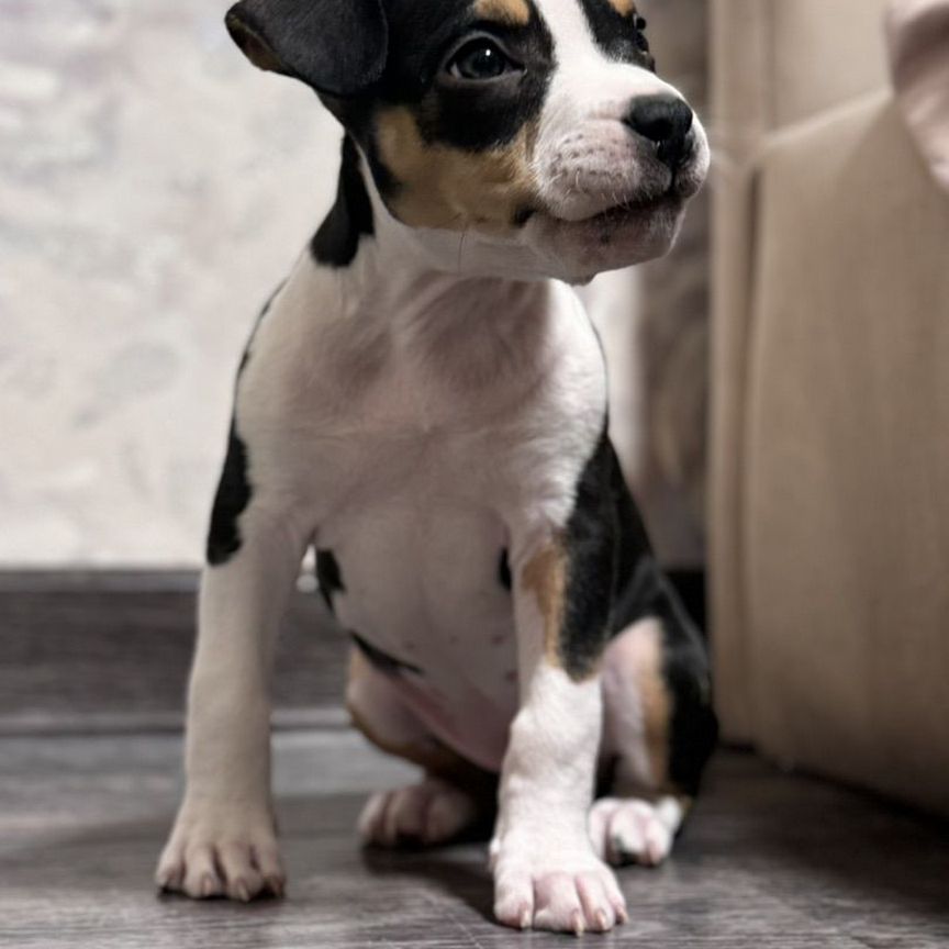 Американский булли