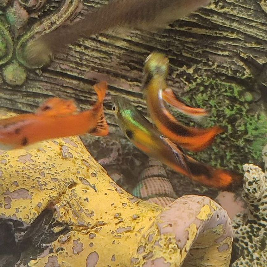 Аквариумные рыбки гуппи