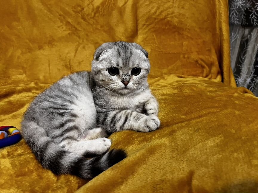 Британские котята