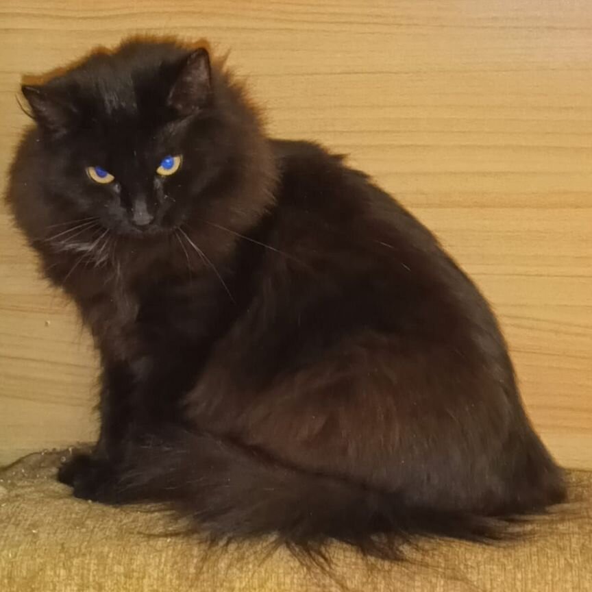 Взрослая, Девочка кошка в добрые руки