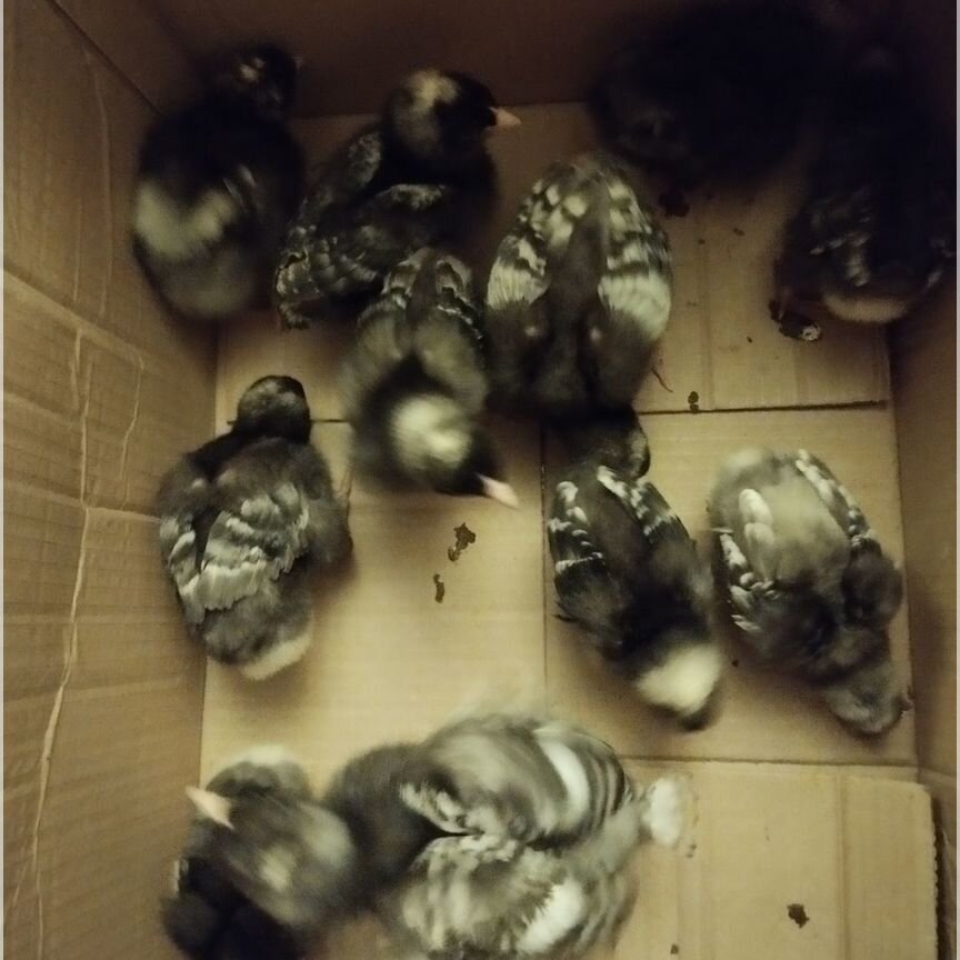 Мехеленская кукушка \ цыплята