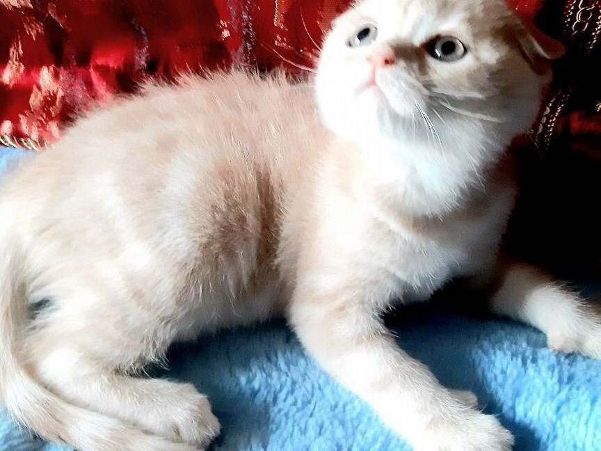 Шотландский котик