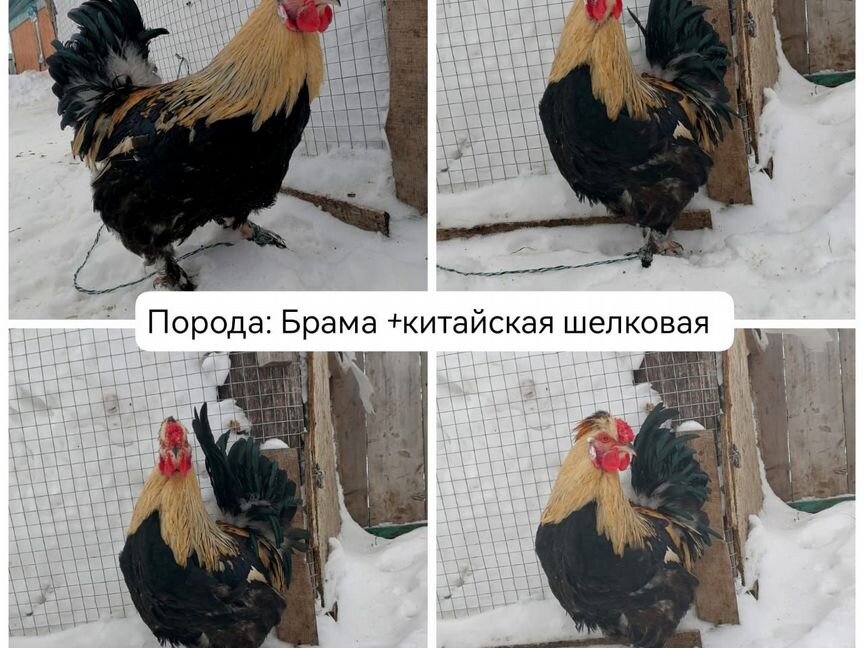 Петухи брама, китайская шелковая+брама