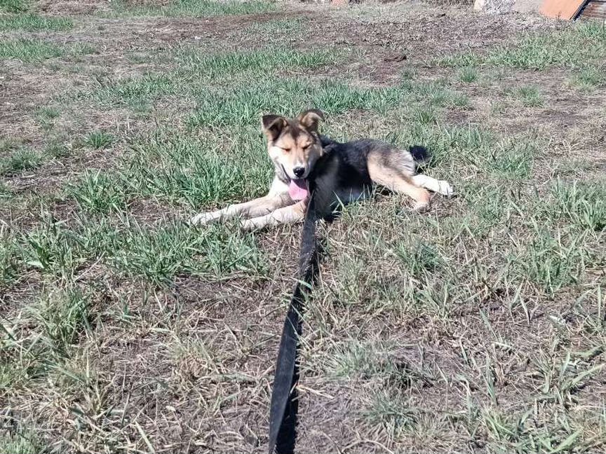 Продам собаку хаски смешана с овчаркой