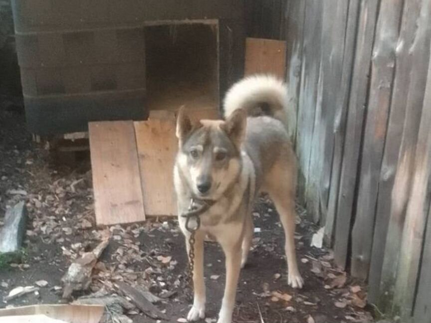 Собачка лайка