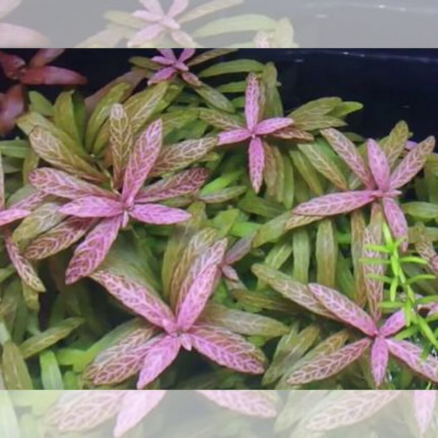 Аквариумные растения прополка